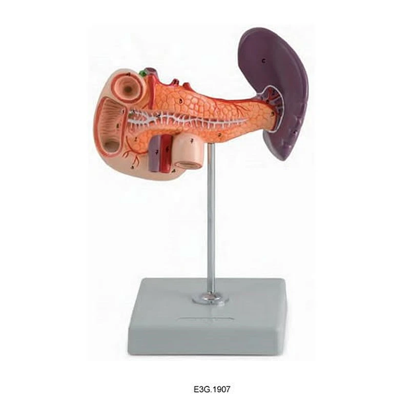 Pancreas, Duodenum and Spleen