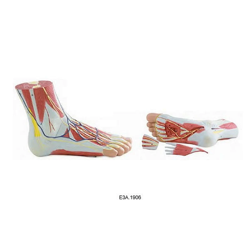 Regional Anatomy Of Foot,3parts