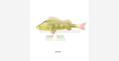 Model of Fish