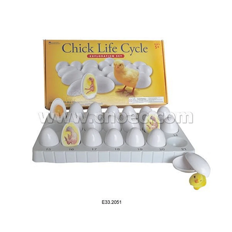 The Model of Chicken Embryonic Development Process