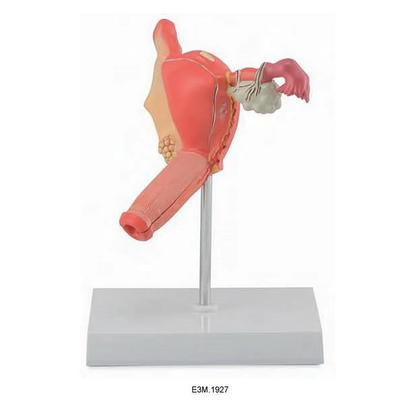 Female Genital Organ of Model