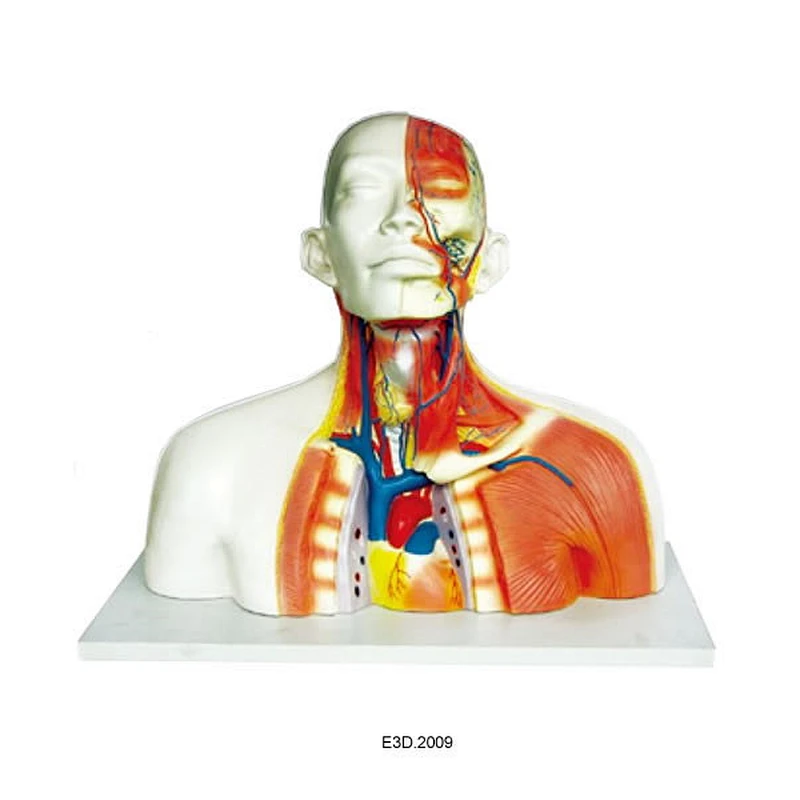 The Model of Veins of the Head neck and Thoracil