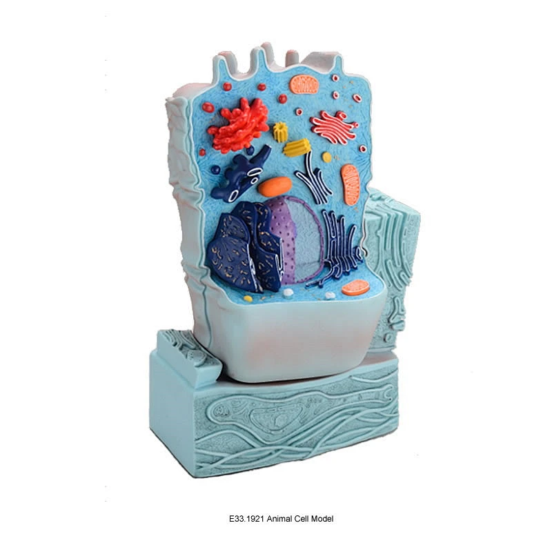 Animal Cell Model