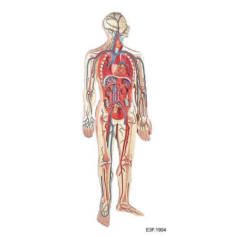 Menneskets sirkulasjonssystem