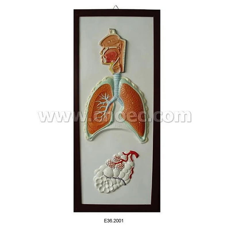 Relief Model of Respiratory System