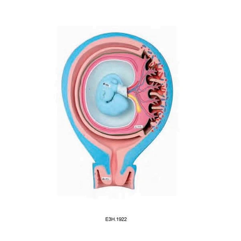 The Relationship Between Embryo Caul And Matrix