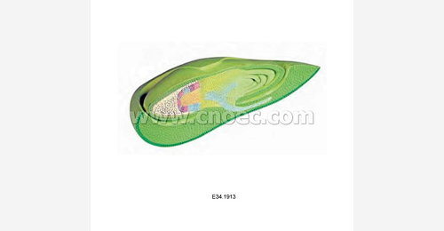 Enlarged Corn Model