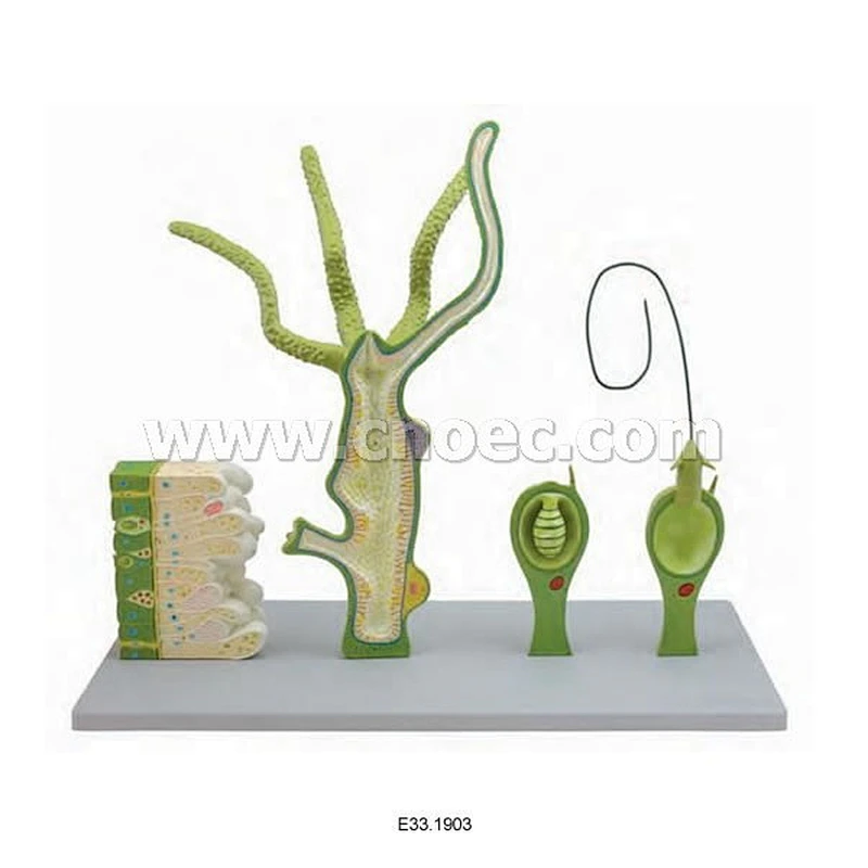 Enlarged Hydra Model, 1parts