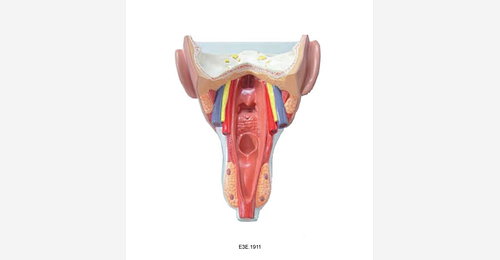 Pharynx Muscle Model
