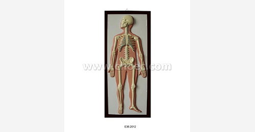 Relief Model of Human Skeleton