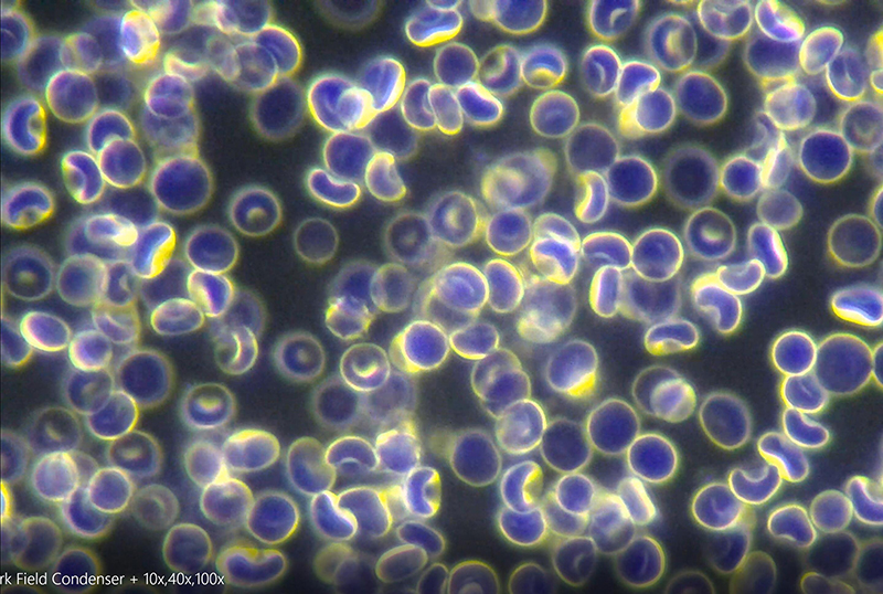 OPTO-EDU A10.1007 Dark Field Microscope