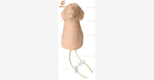 Canine Venipuncture and Injection Simulator MCV0477 | MECANVET