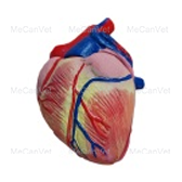 Goat Anatomy Model | MeCan Animal