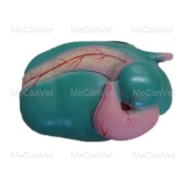 Goat Anatomy Model | MeCan Animal