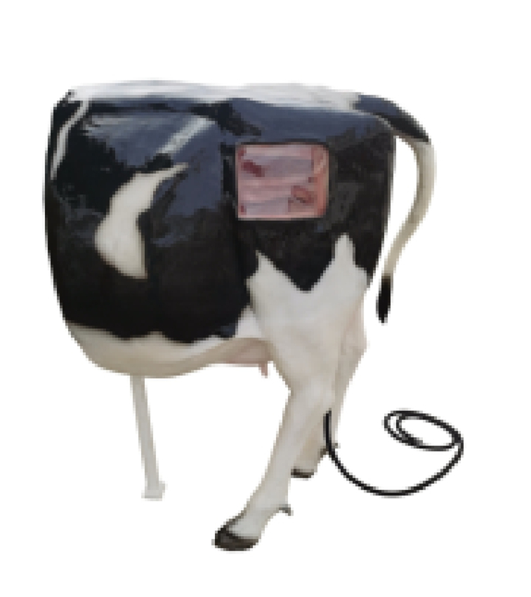 What Are the Types of Animal Models?