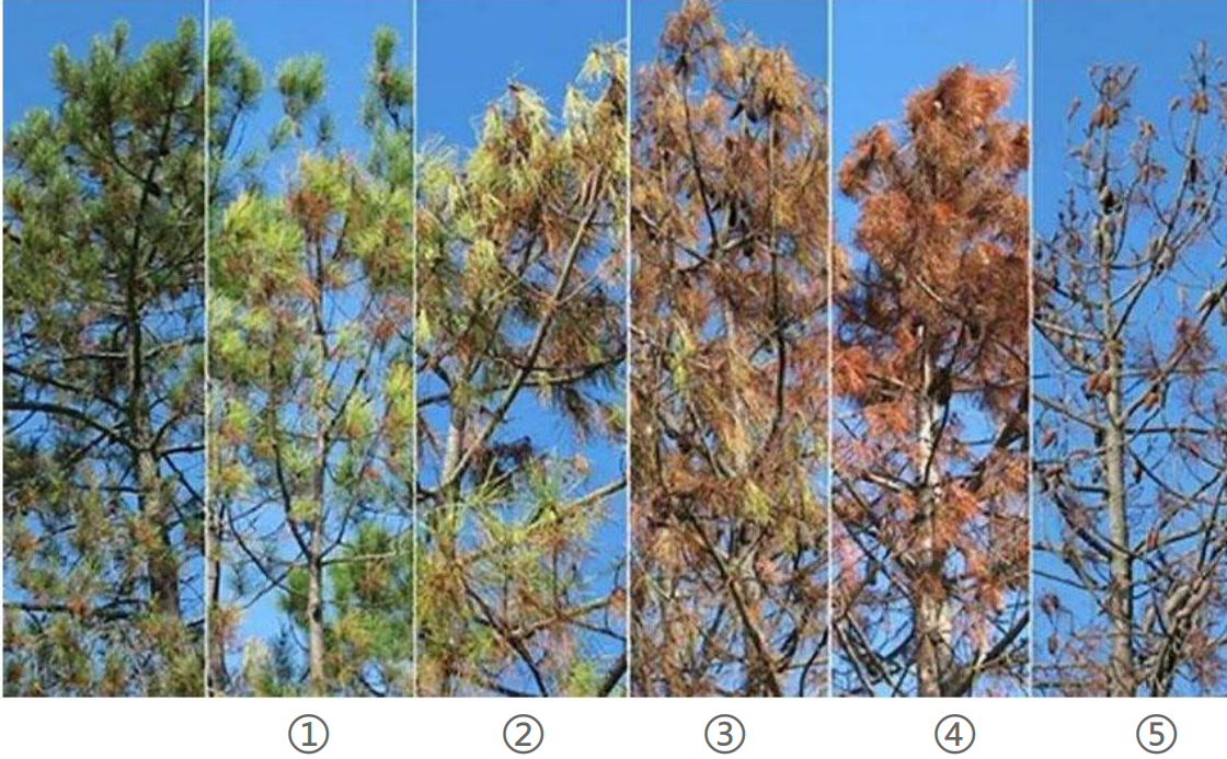 Hyperspectral can monitor pine nematode disease.