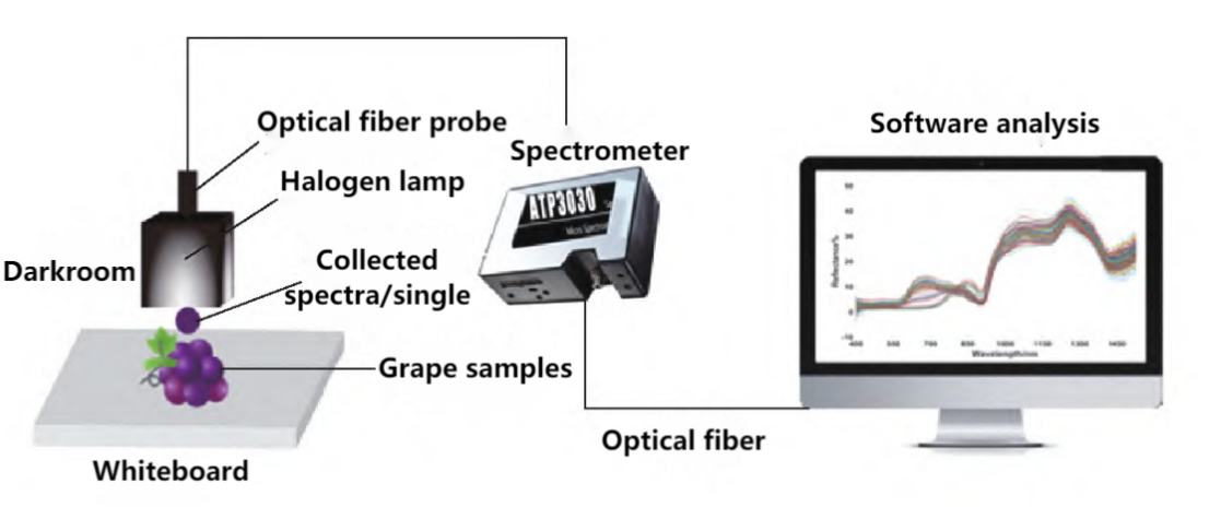 VIS-NIR Spectroscopy for Ripeness Detection in Table Grapes