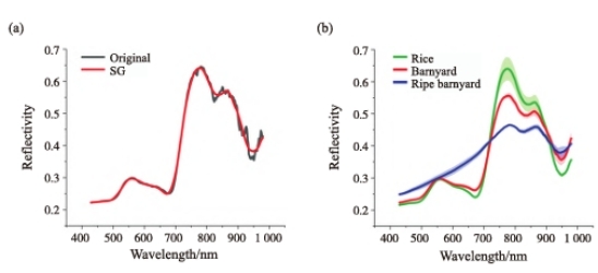Hyperspectral Paddy Weed Identification Solution