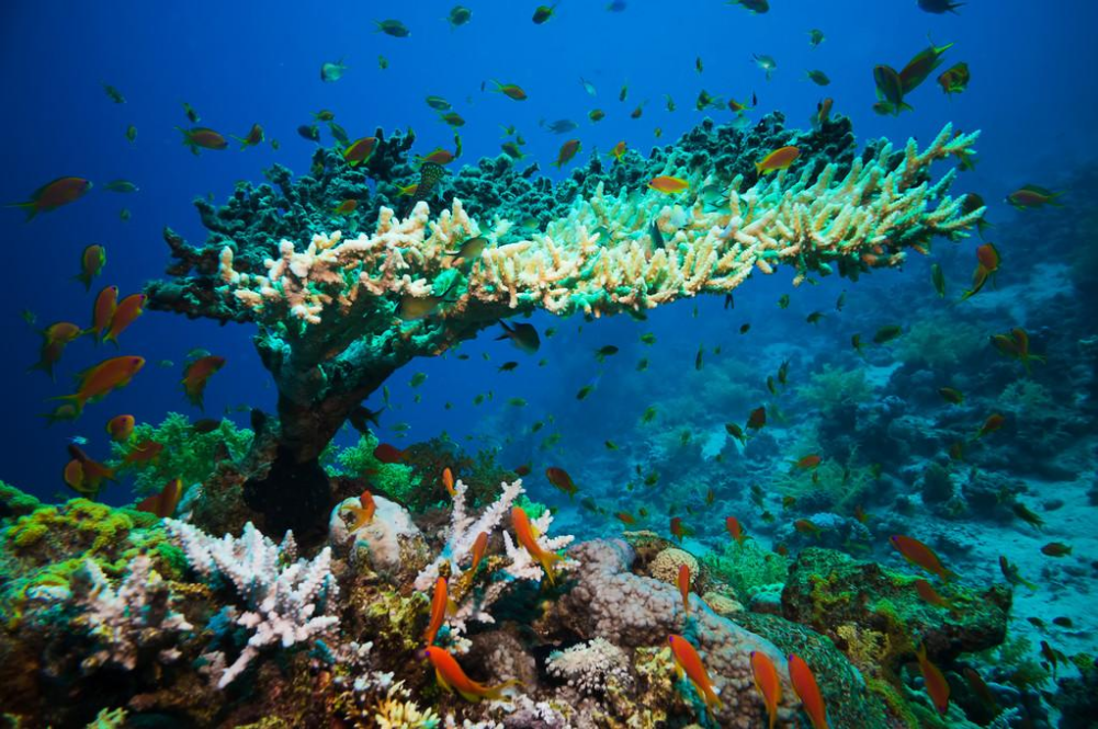 Spectral Analysis: The Ecological Code to Safeguard the Oceans