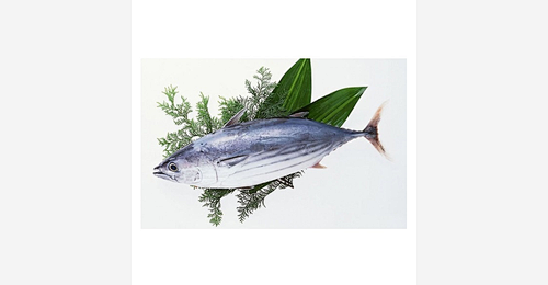 Frozen Skipjack (Katsuwonus Pelamis) from China Manufacturer - Taizhou ...