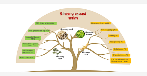 How to Quickly Identify Genuine and Fake Ginseng Extract - Herb Green ...