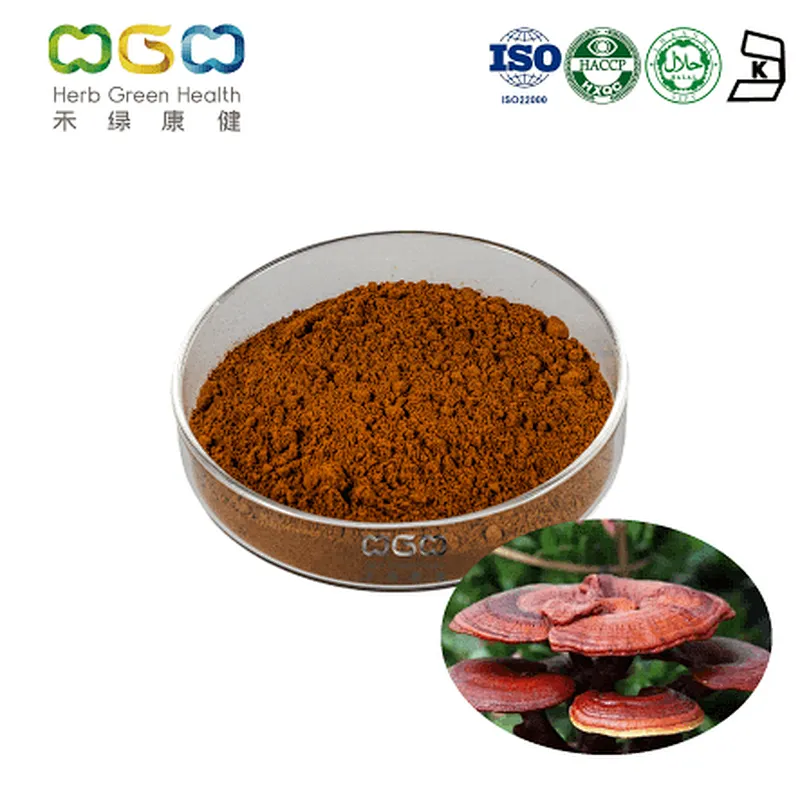 Reishi Mushroom Extract Supplier - Herb Green Health