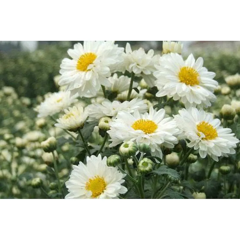 Chrysanthemum Extract Manufacturer - Herb Green Health