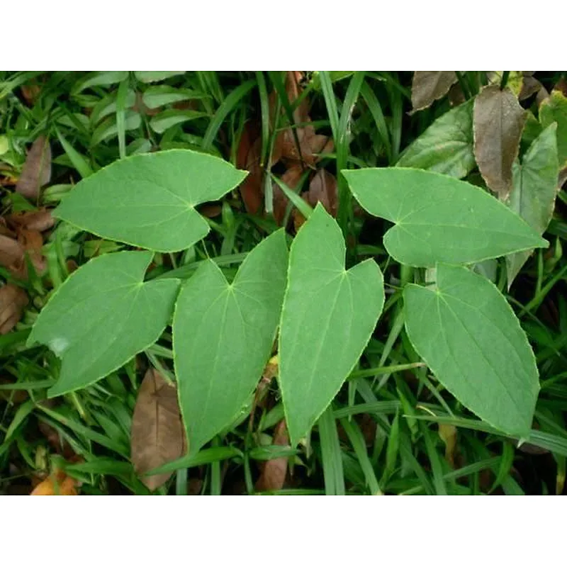 Epimedium Extract Manufacturer - Herb Green Health
