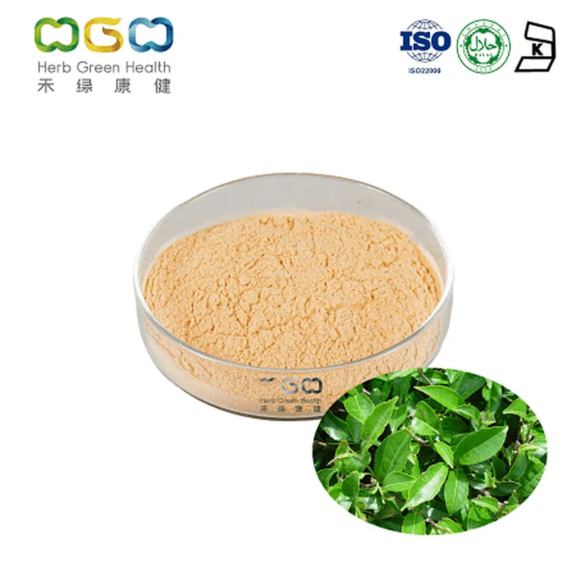 Green Tea Extract Manufacturer - Herb Green Health
