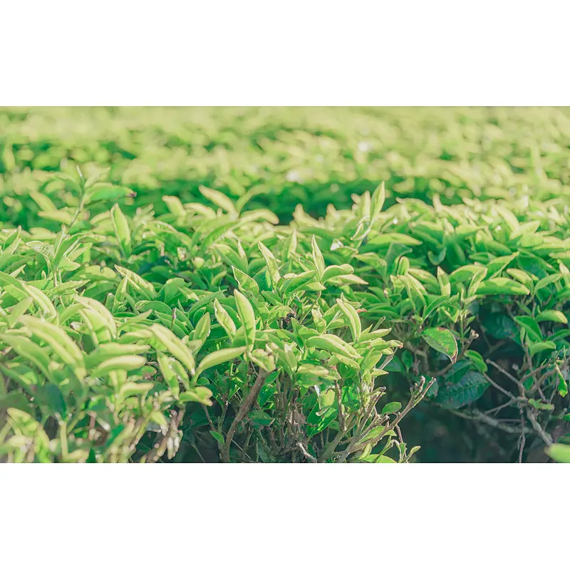 Green Tea Extract EGCG Manufacturer - Herb Green Health