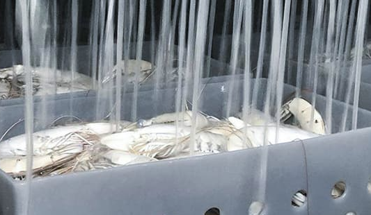 What is a Brine Freezer?