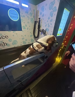 How a UK Pet Business Grew with a Dog Wash Vending Machine