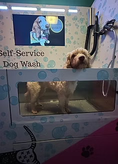How a UK Pet Business Grew with a Dog Wash Vending Machine