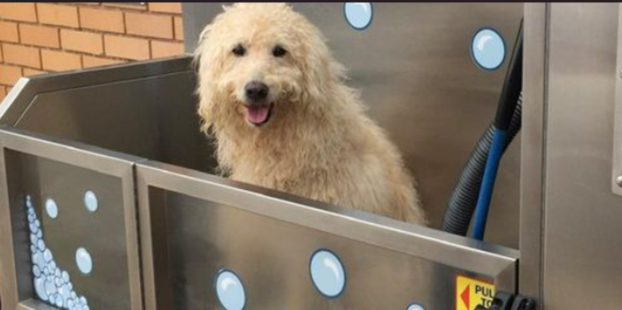 Self-service dog washing machine available from China factory 2024
