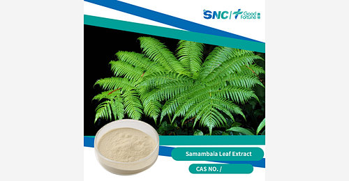 Samambaia Leaf Extract - SNC | Good Fortune