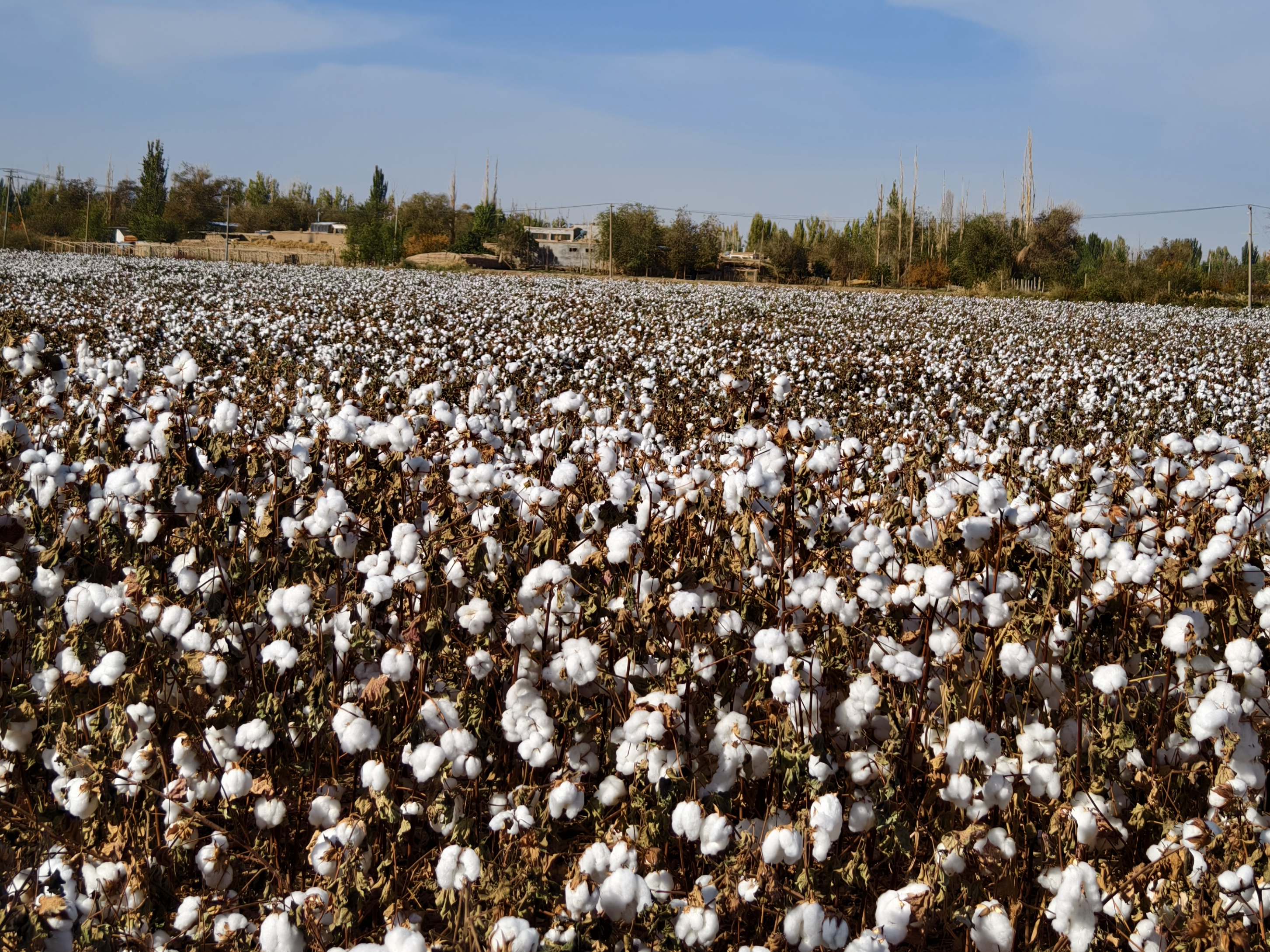 Cotton is Not Just White! Colorful Colors of Dunhuang Organic Cotton
