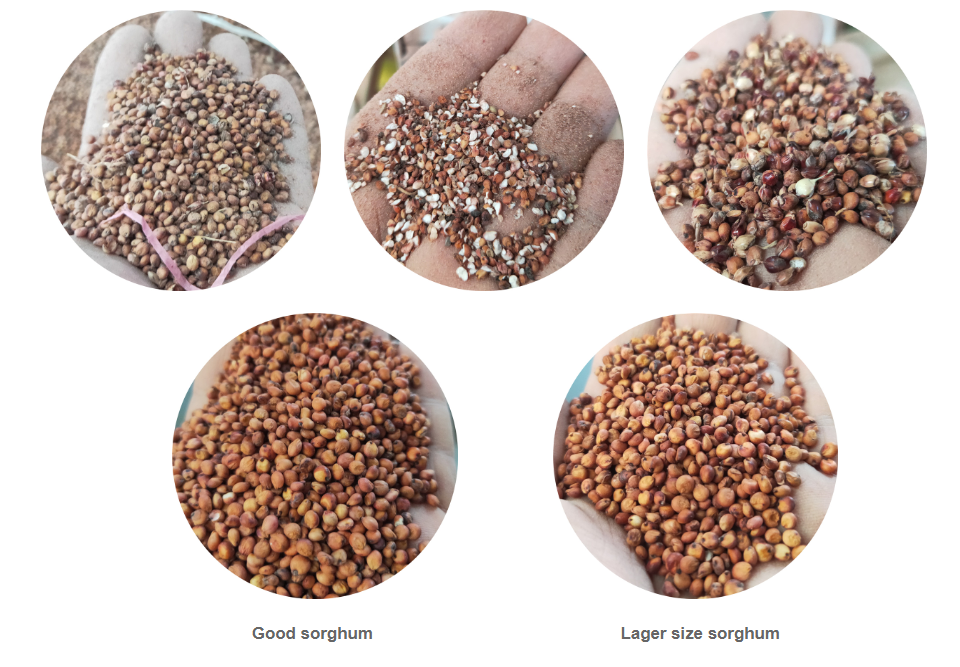 seed grading machine supplier|Beibu Machinery