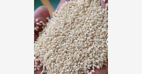 Sesame peeling machine supplier|Beibu Machinery