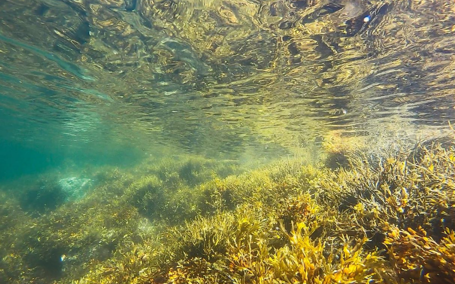How to choose between algae oil and fish oil - Rui Zelin