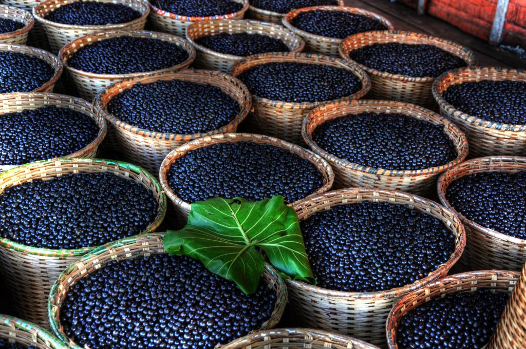 Decoding "Superfood" Acai Berry: Why It Became a Dark Horse Across the ...