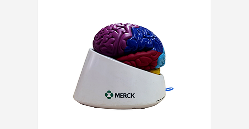 Human brain model , Anatomical brain model , Healthy brain anatomy model