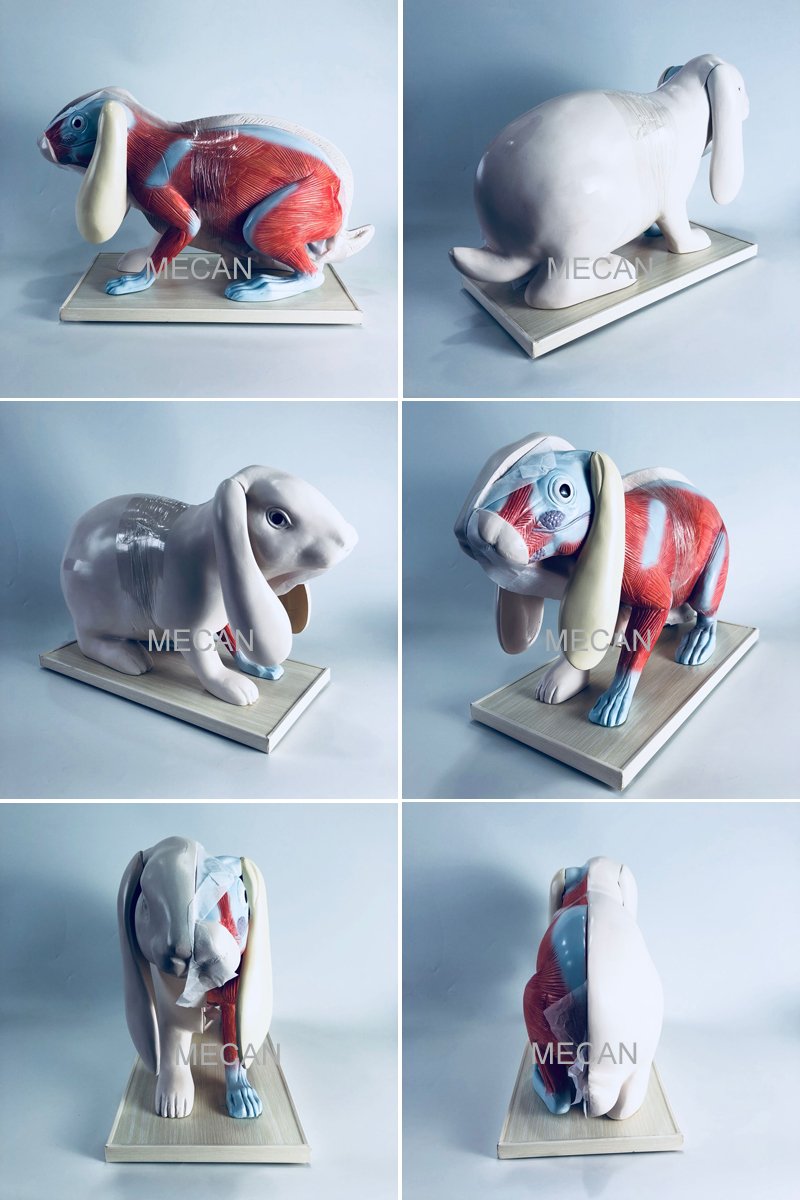 - Guangzhou MeCan Medical Limited