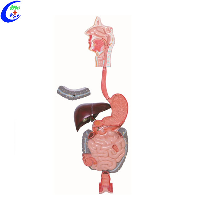 - Guangzhou MeCan Medical Limited