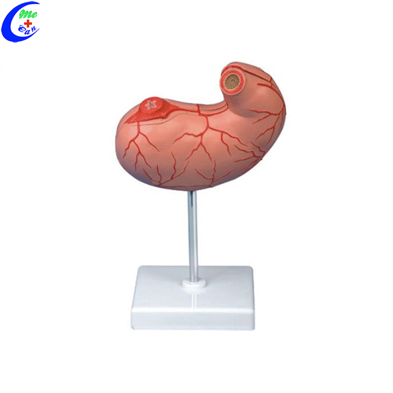 - Guangzhou MeCan Medical Limited