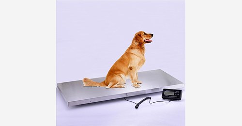 lamb scale , sheep weigher , goat weight scale - ningbo saintbond