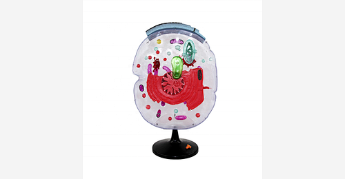 animal cell and plant cell comparative model
