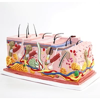 anatomy model , teaching model , human skin model