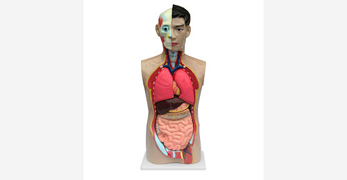 medical model , anatomy model , human torso
