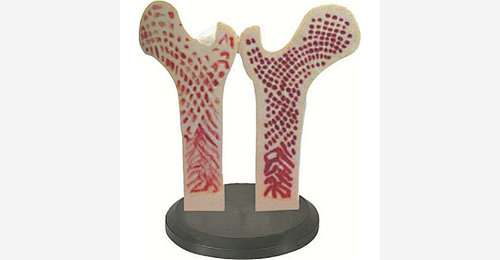 Giant Femur Bone
